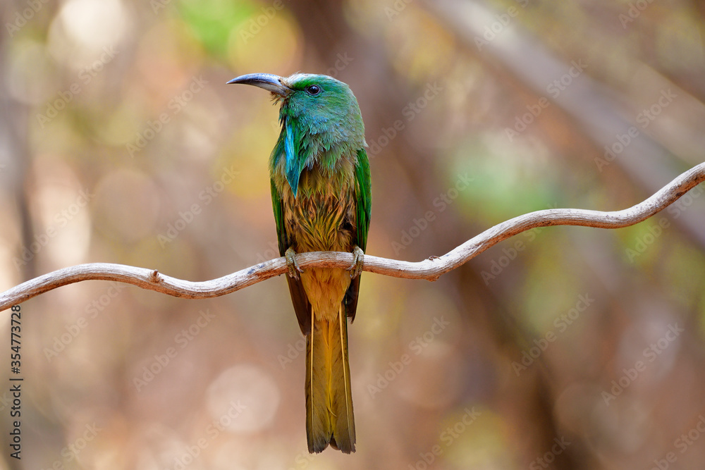 Blue-bearded bee-eater (Nyctyornis athertoni) beautiful green bird ...