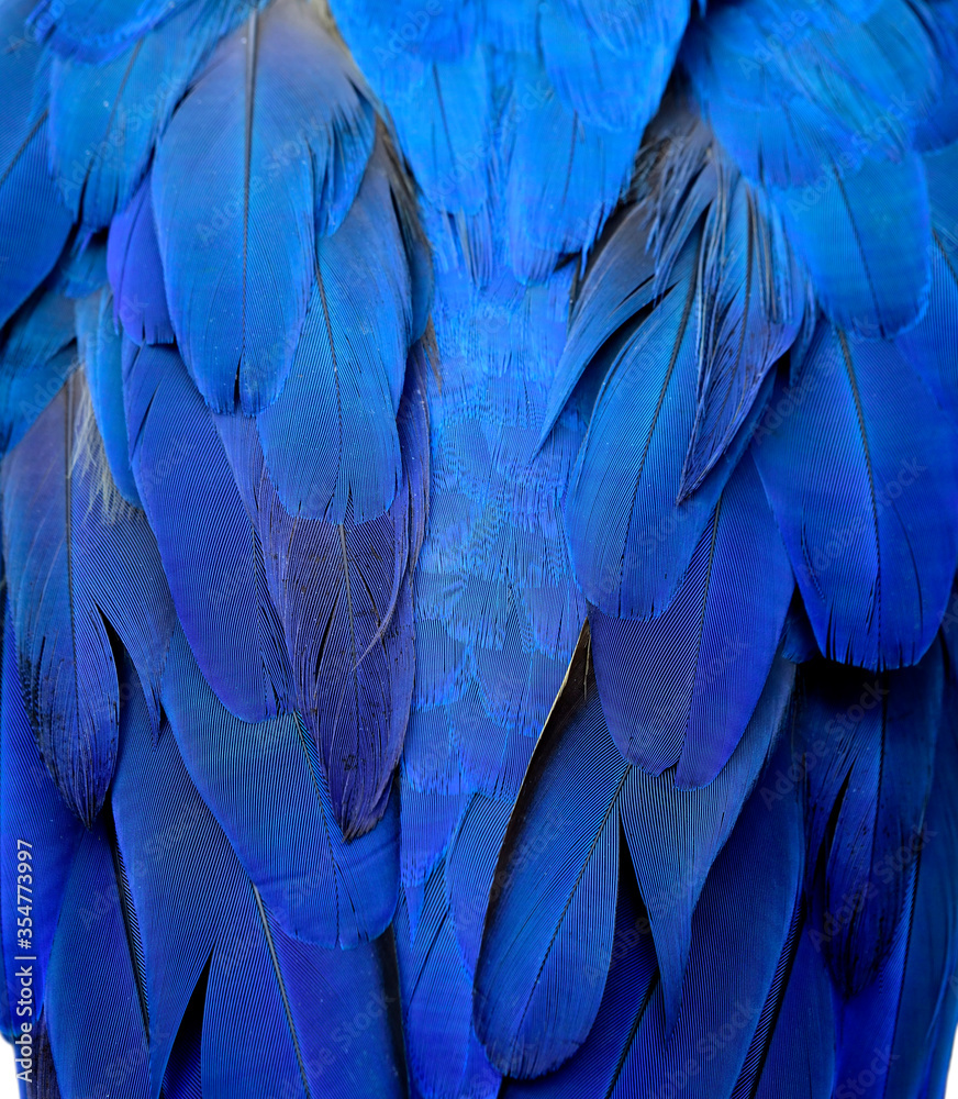 close up background of blue color macaw parrot bird feathers in ...