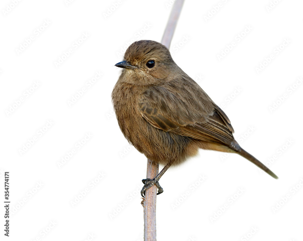 Cute chubby brown bird with puffy feathers perching on wooden twig ...