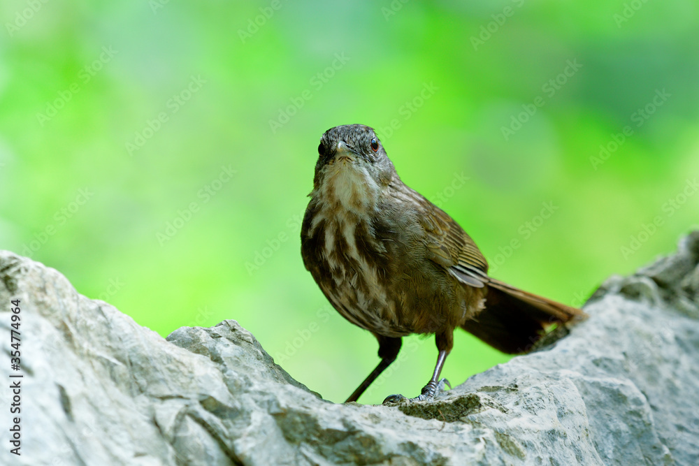 Greyish Limestone-babbler (Turdinus crispifrons) lovely dark brown ...