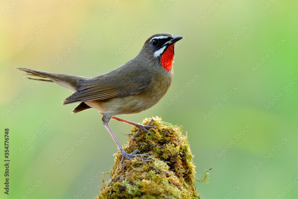 Siberian rubythroat (Calliope calliope) happy brown bird with velvet ...