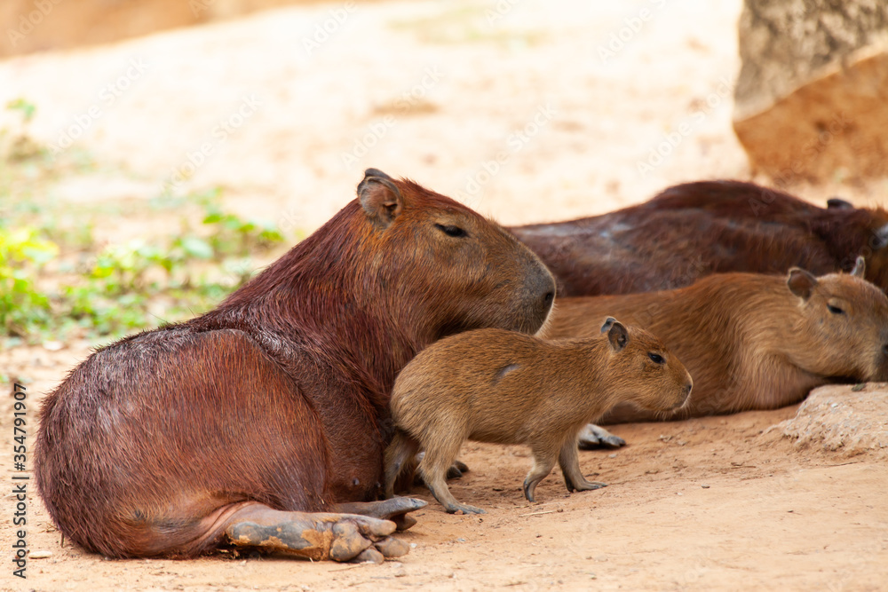 Capybara, Hydrochoerus hydrochaeris, the largest toothed rodent. Stock ...