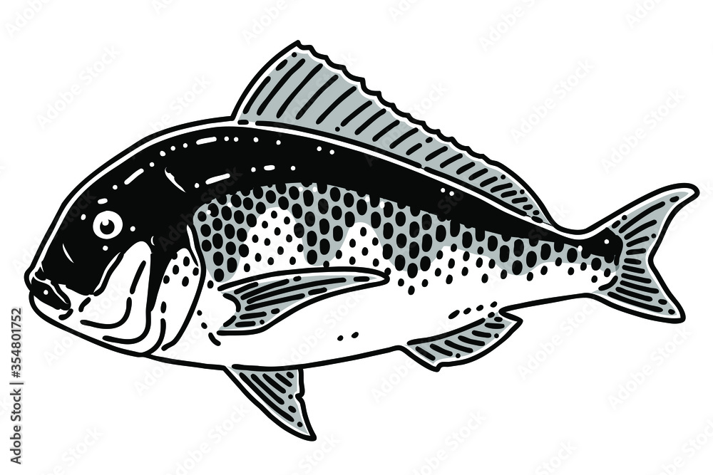 Red sea bream. Black and white vector illustration. Stock Vector ...