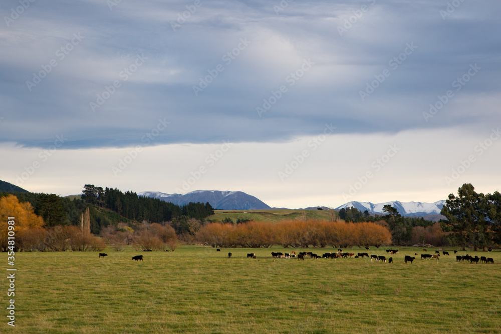 A rural farm scene in Canterbury, New Zealand, with cows in a grassy ...