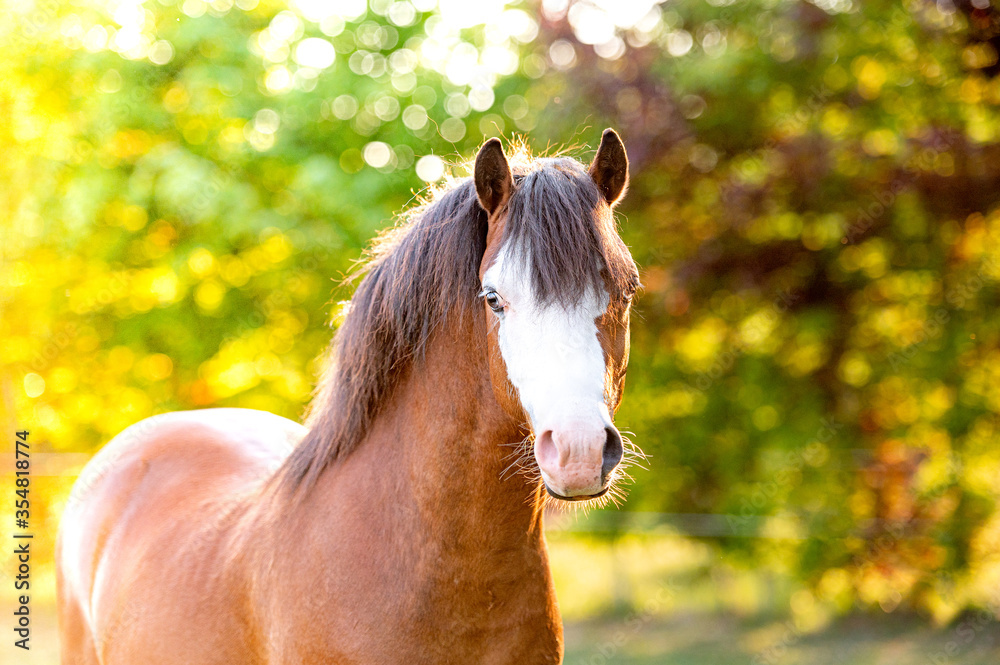 Beautiful stunning welsh mountain pony young helathy stallion running ...