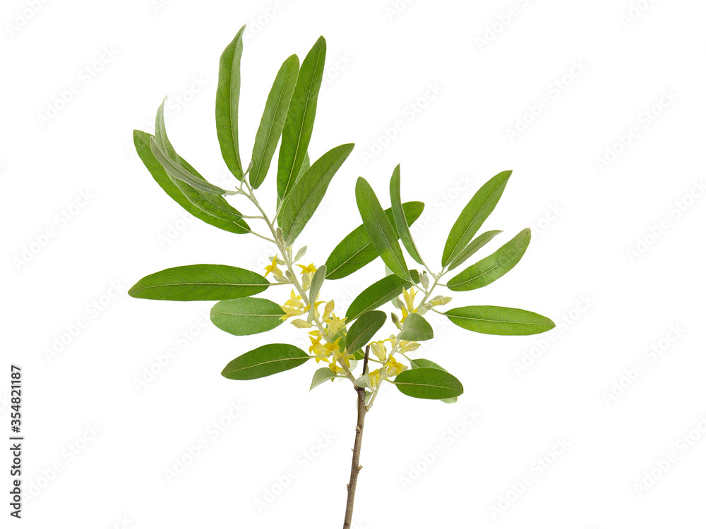 Branch of blooming Russian olive tree isolated on white, Elaeagnus ...