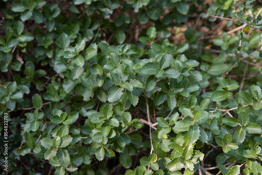 Kermes Oak, Quercus coccifera, bush Stock Photo | Adobe Stock