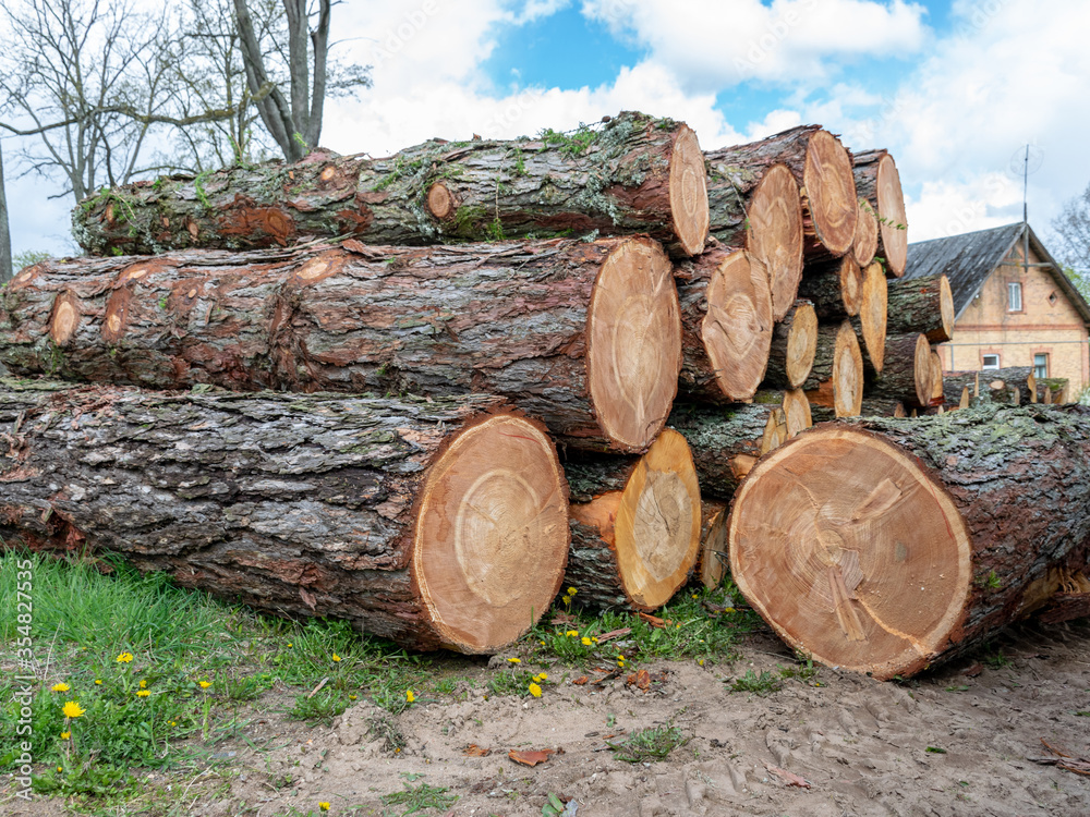 wooden logs of pine woods in the forest, stacked in a pile, cross ...
