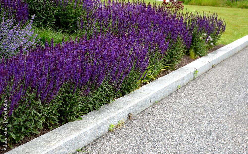 Salvia nemorosa Stippa capilata lush flower bed with sage blue and ...