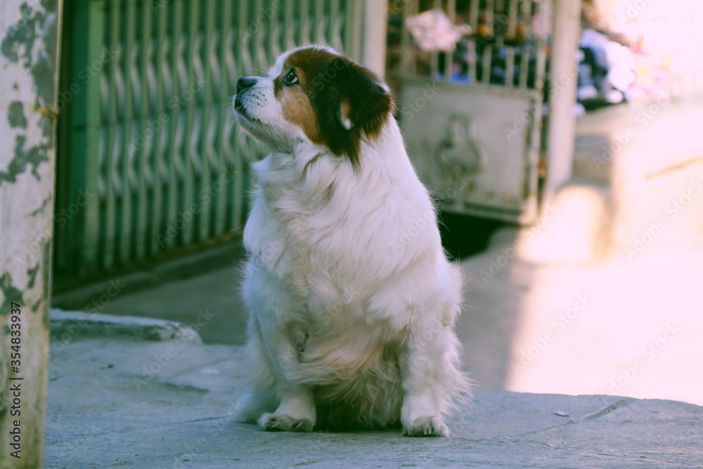 Cute pet sit on slope of path front of house, dog face so lovely Stock ...