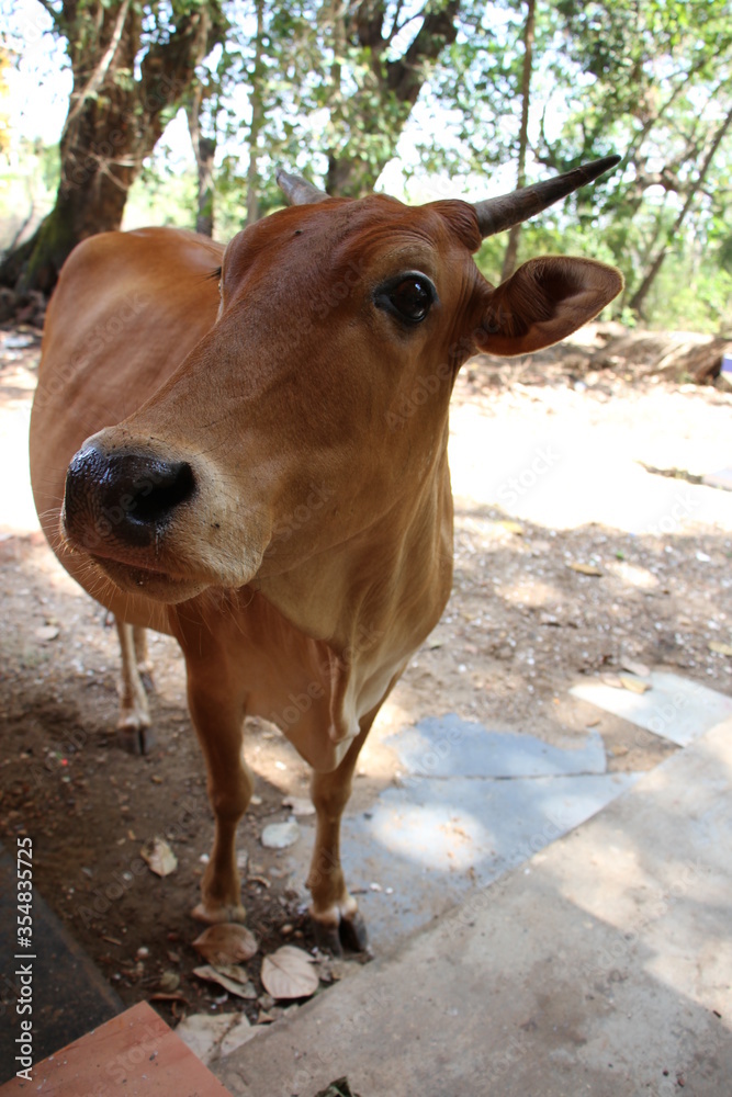 Cow near house Stock Photo | Adobe Stock