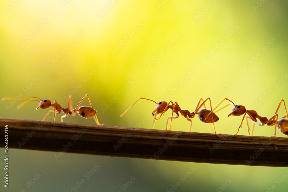 Ant action standing.Ant bridge unity team carry food Concept team work ...
