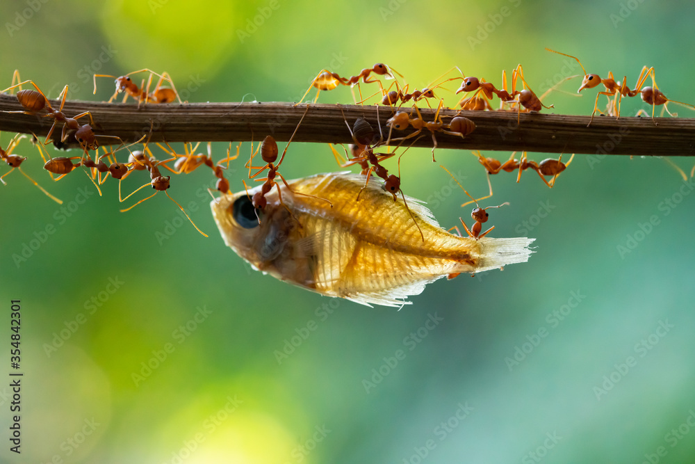 Ant action standing.Ant bridge unity team carry food Concept team work ...