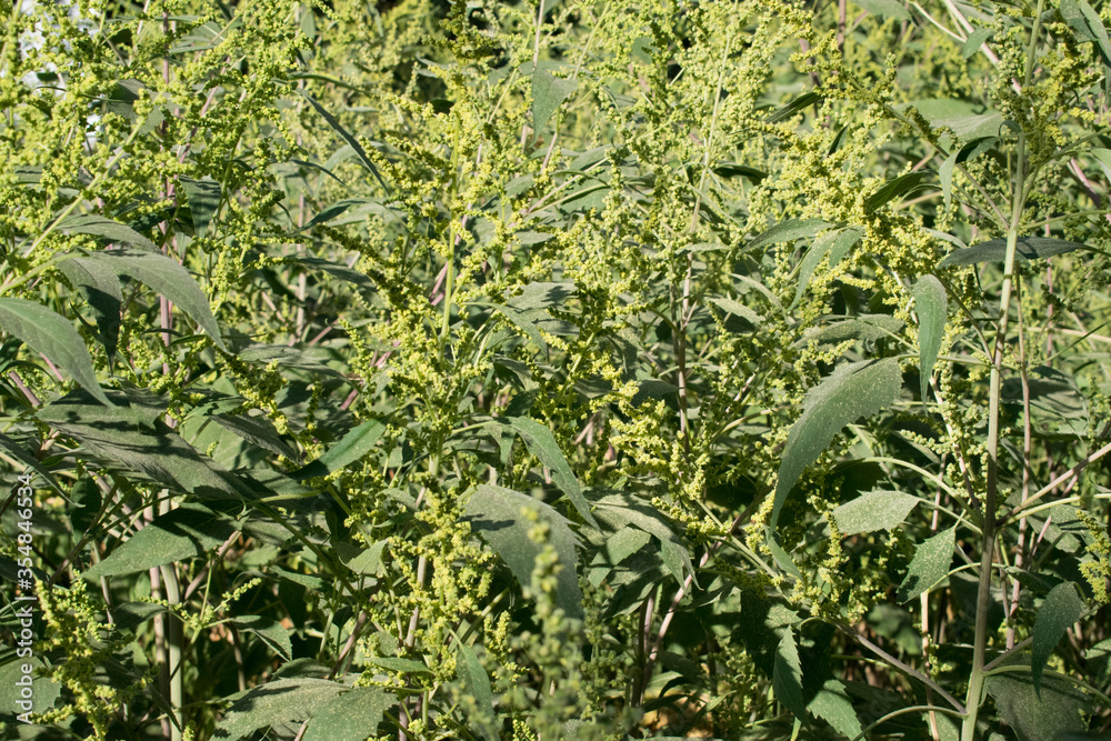 Green background of weed plants (Iva xanthiifolia, Cyclachaena ...