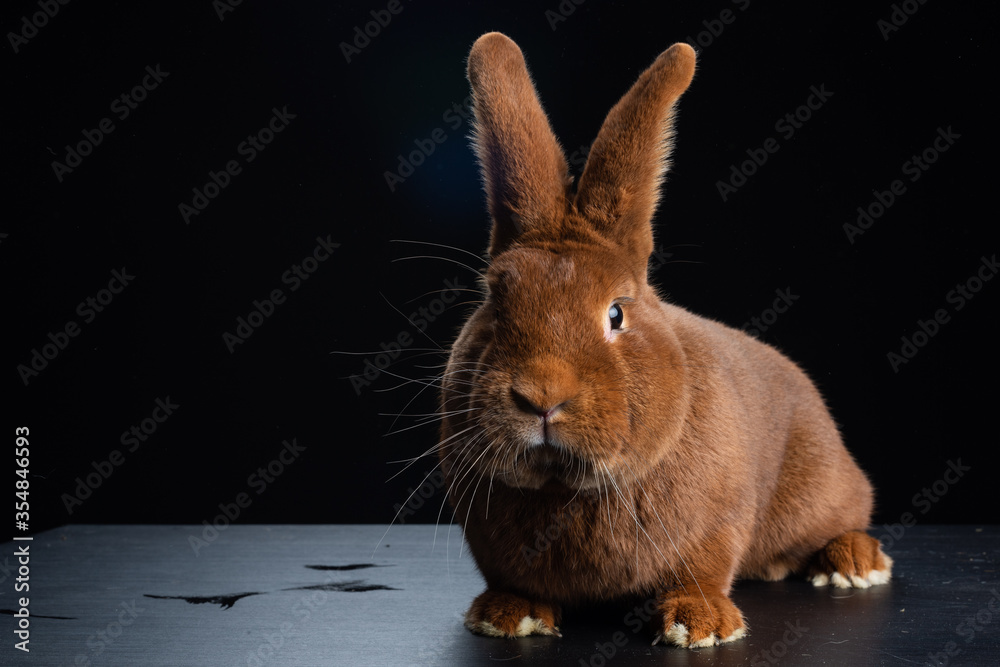 Bunny rabbit red flemish giant, new zealand red Stock Photo | Adobe Stock