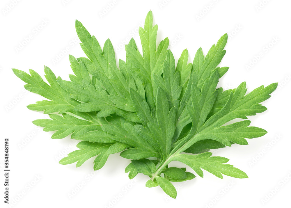 fresh mugwort leaves isolated on white background, top view Stock Photo ...