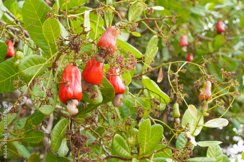 Cashew fruit. Cashew fruit (Anacardium occidentale) hanging on tree ...