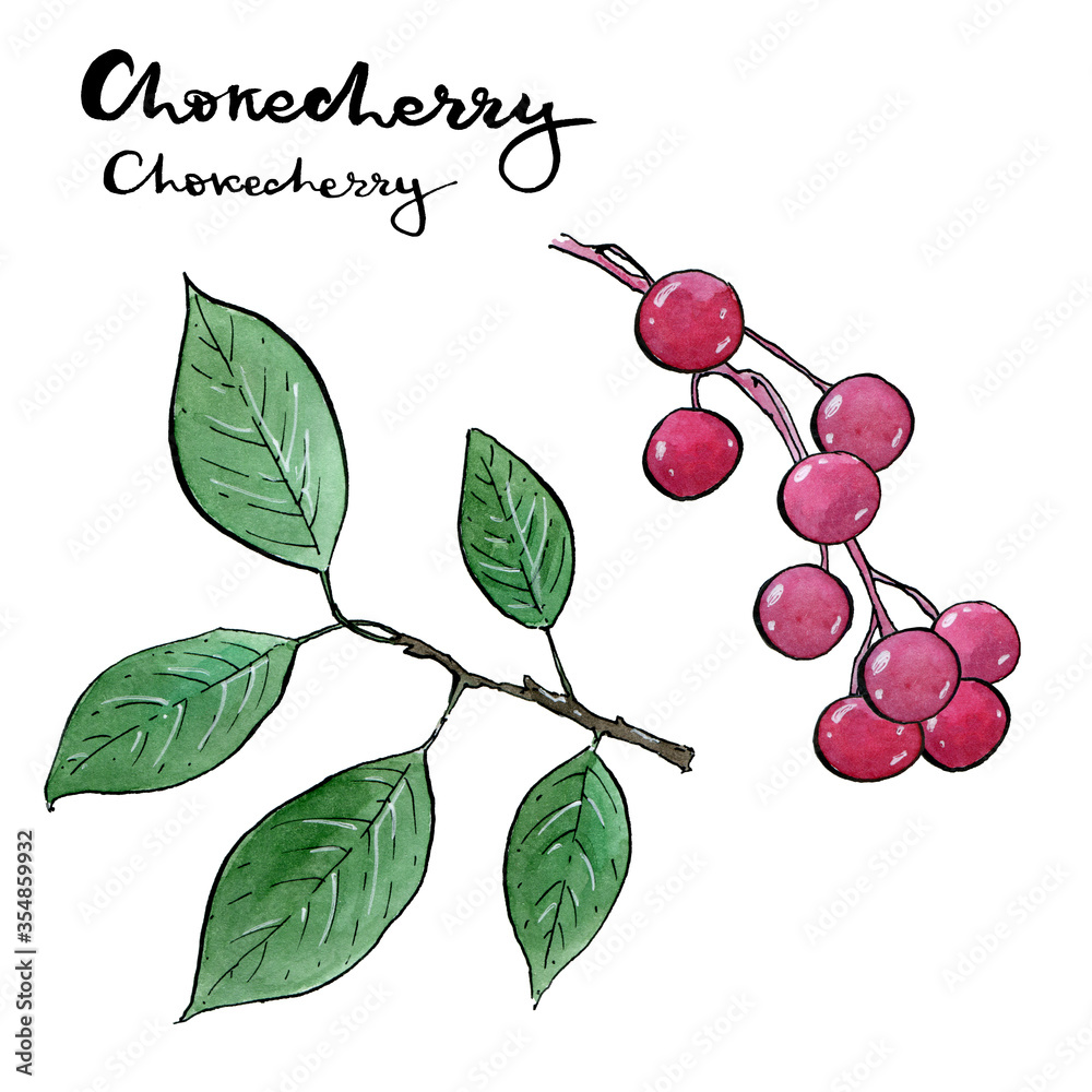 hand drawn painted set of watercolor sketch of isolated berries Prunus ...
