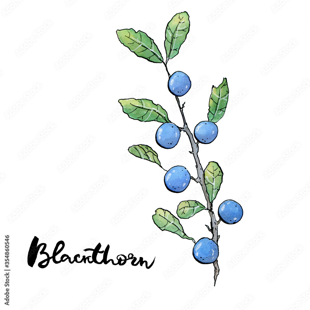 hand drawn painted set of watercolor sketch of isolated berries Prunus ...