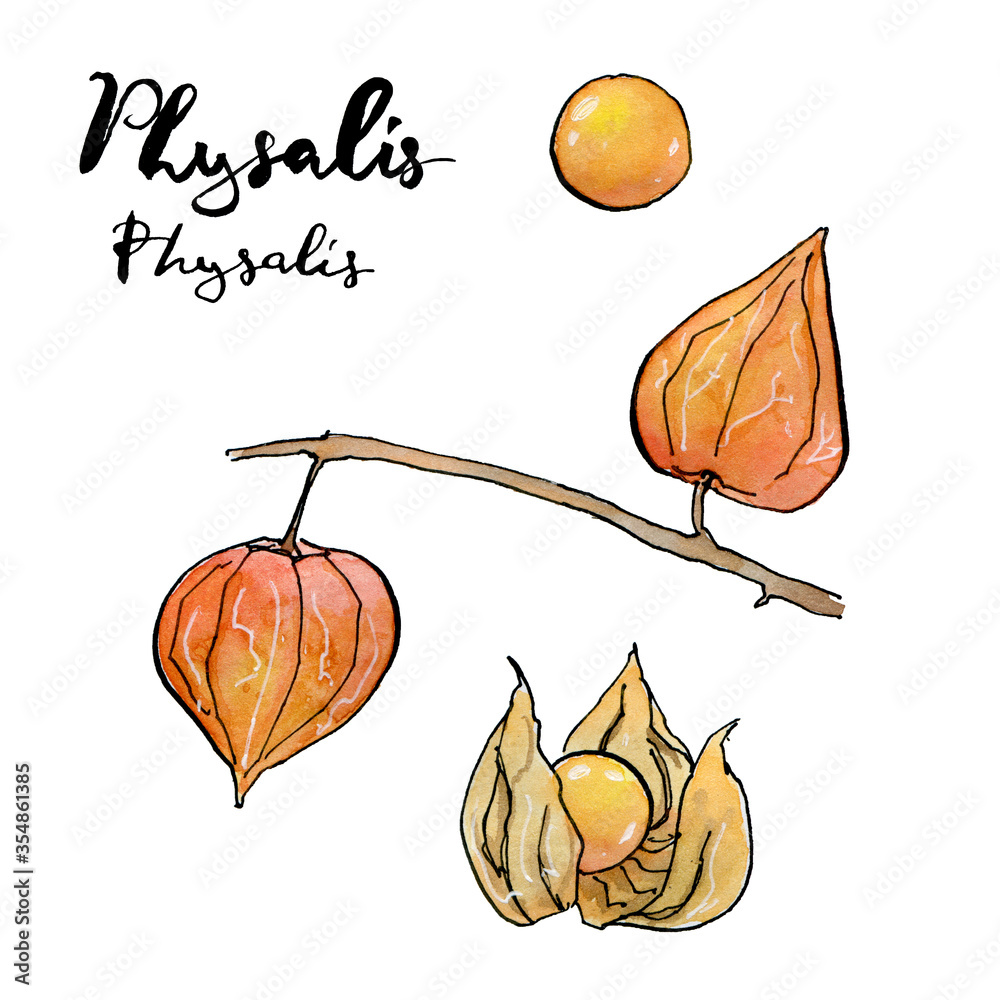 hand drawn painted set of watercolor sketch of isolated berries ...