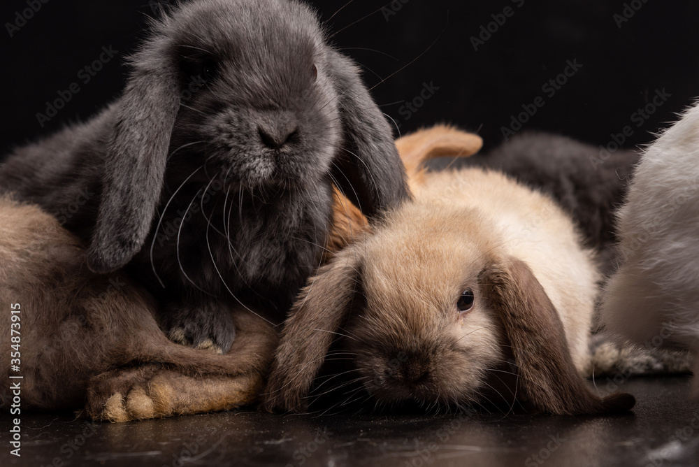 Fotografia do Stock: Baby Bunny, Rabbit, Giant flemish red, french lop ...