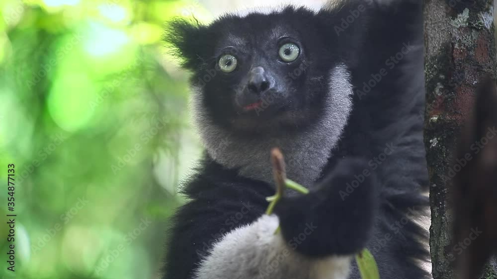Indri lemur eats leaf in the natural habitat. Indri lemur (Indri indri ...