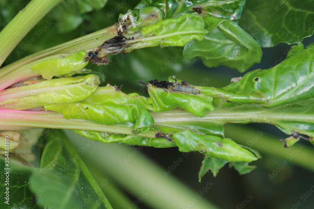 Caterpillar of the beet moth Scrobipalpa ocellatella. It is a moth in ...