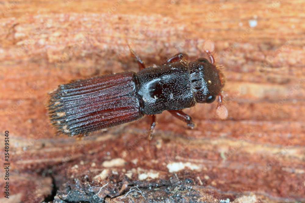 Male of Platypus cylindrus, commonly known as the oak pinhole borer, is ...