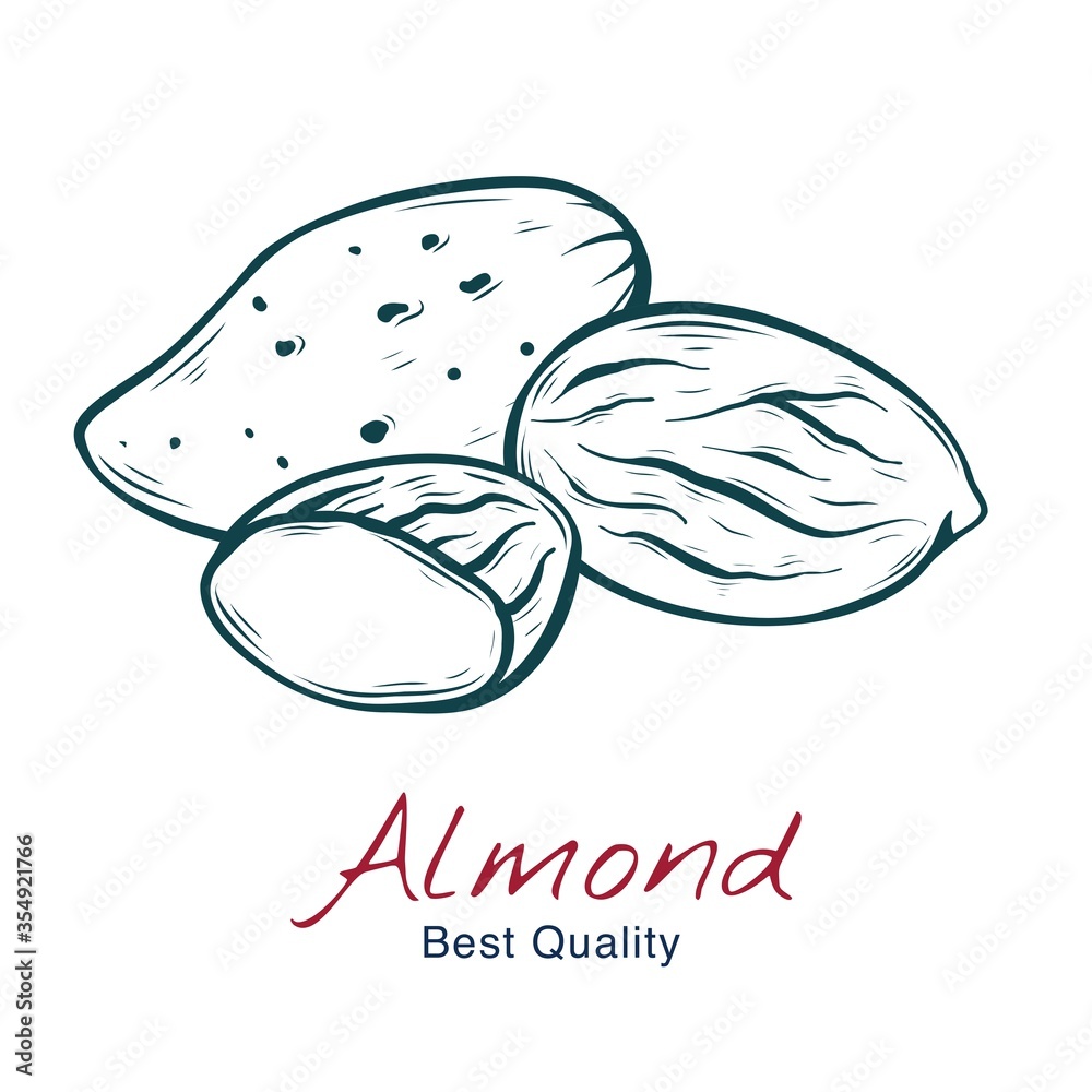 Vector sketch illustration of almond, in shell and without. drawing ...