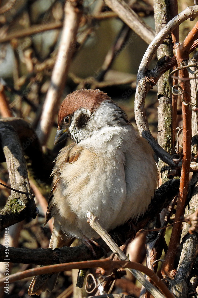 ptak wróbel mazurek zasiedlajacy obrzeza wsi kolo miasta lomża na ...