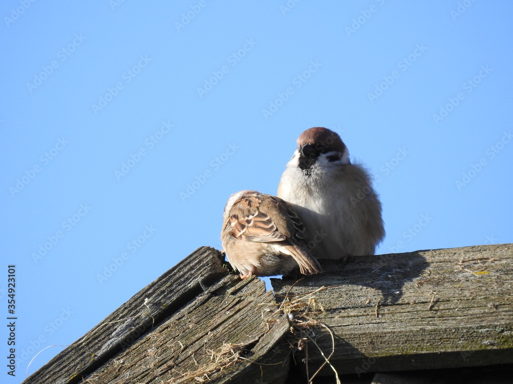 ptak wróbel mazurek zasiedlajacy obrzeza wsi kolo miasta lomża na ...