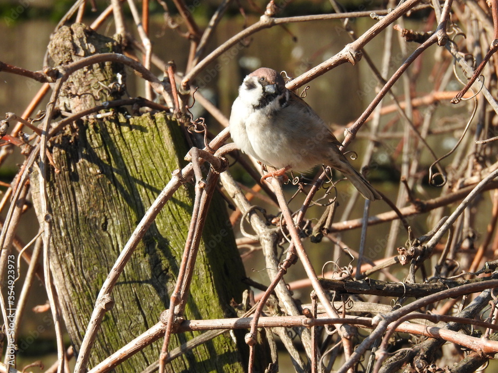 Foto de ptak wróbel mazurek zasiedlajacy obrzeza wsi kolo miasta lomża ...