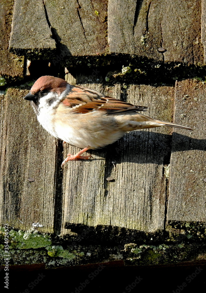 ptak wróbel mazurek zasiedlajacy obrzeza wsi kolo miasta lomża na ...