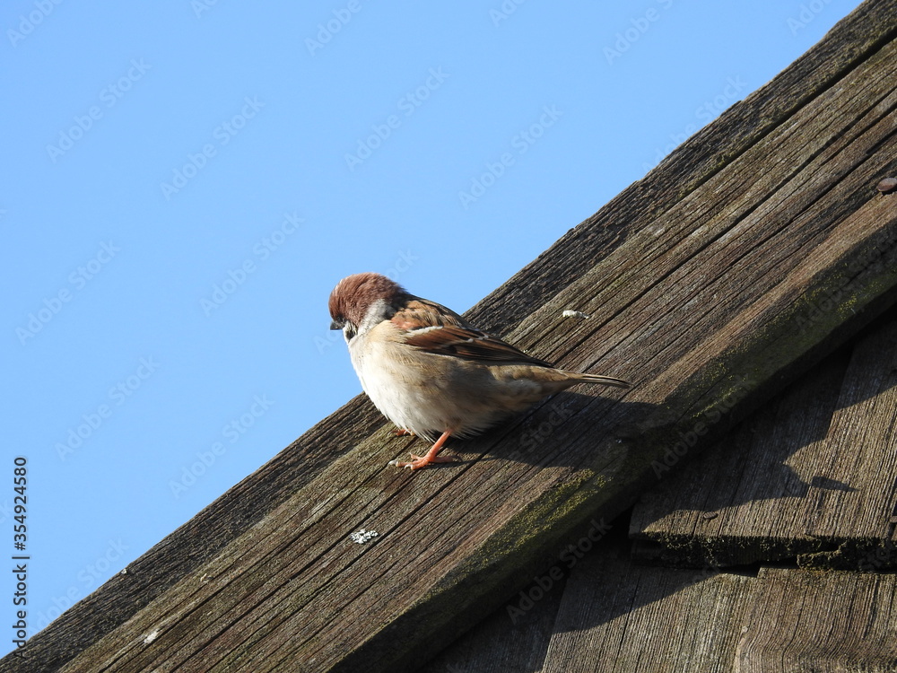 ptak wróbel mazurek zasiedlajacy obrzeza wsi kolo miasta lomża na ...