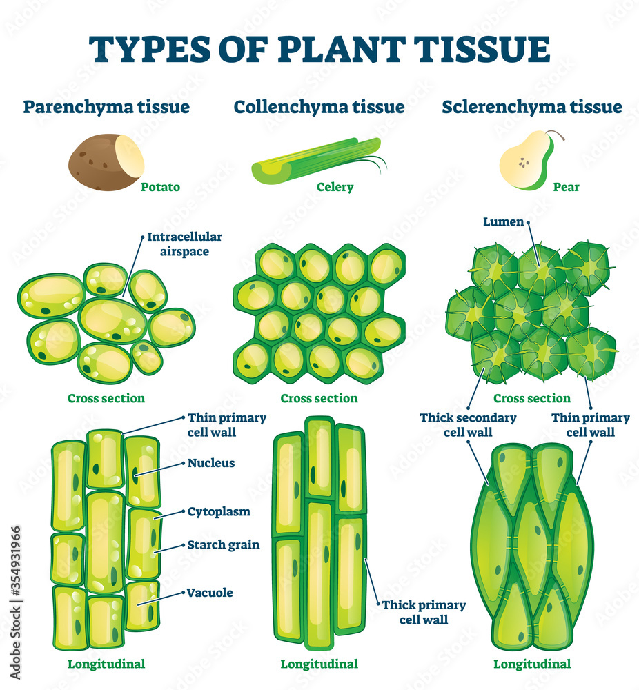Plant tissue types vector illustration. Labeled educational structure ...