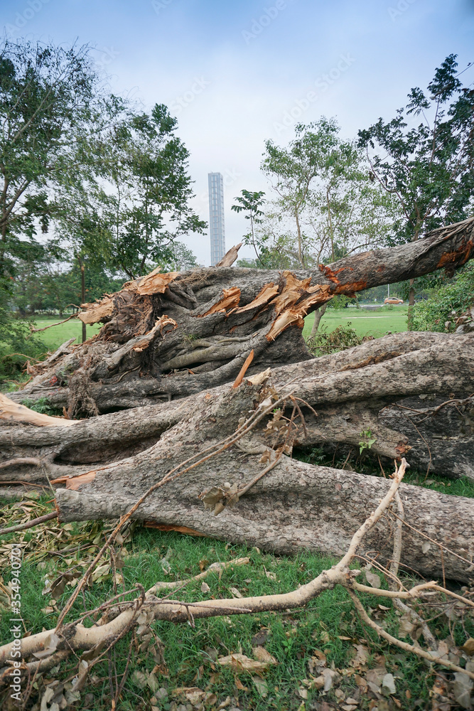 Super cyclone Amphan has uprooted tree which fell on ground. The ...
