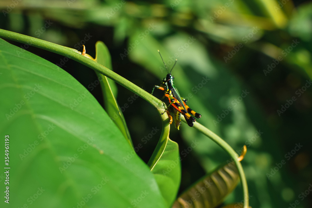Insectos encontrados en la selva peruana. Stock Photo | Adobe Stock