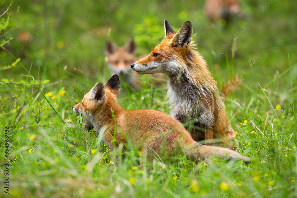 Four member family of fox, vulpes vulpes, grazing on the forest ...