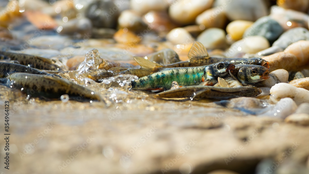 Common minnow, phoxinus phoxinus, reproducing on gravel in summer ...
