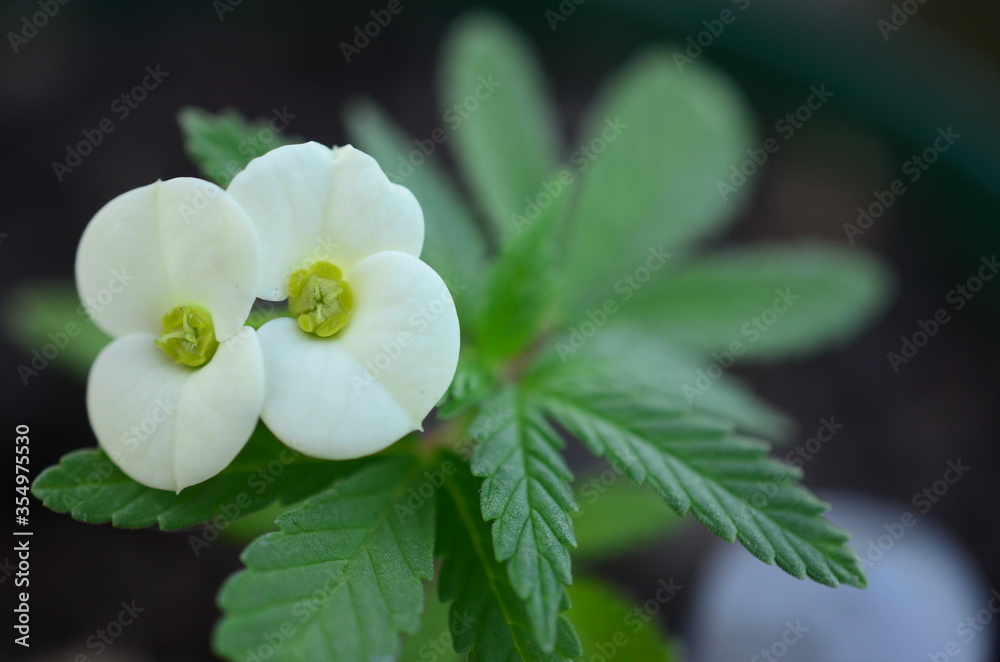 Miniature cannabis plant with small yellow flower. Small marijuana ...