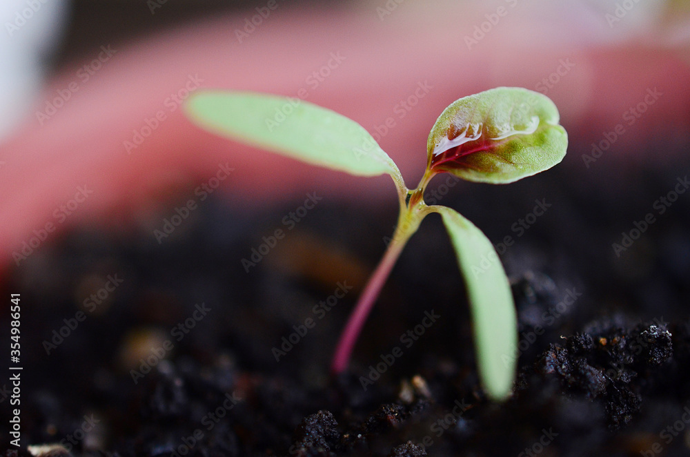 Little amaranth seedling, pink spinach. Gardening seedling growing ...