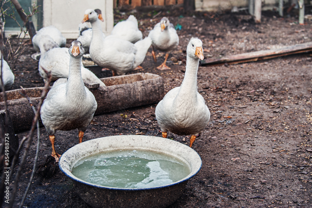 Geese go to water. A free-range duck farm with a flock of birds ...