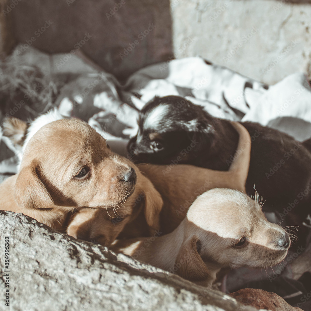 dog puppies of different colors and breeds Stock Photo | Adobe Stock