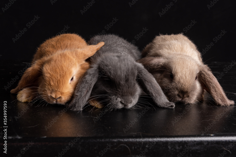 Baby Bunny, Rabbit, Giant flemish red, french lop, flemish giant ...