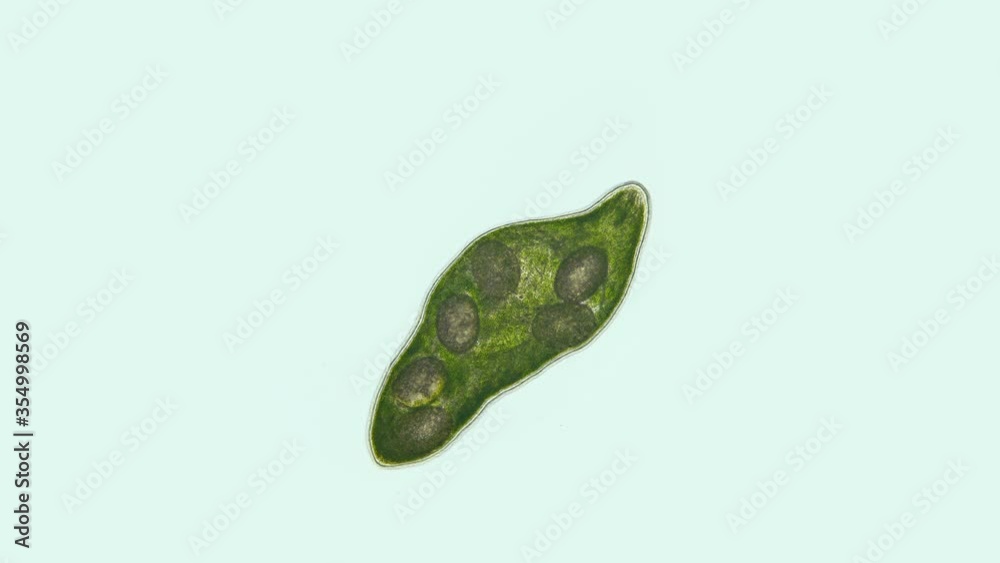 Vidéo Stock Flatworm Typhloplana sp. under a microscope, the ...