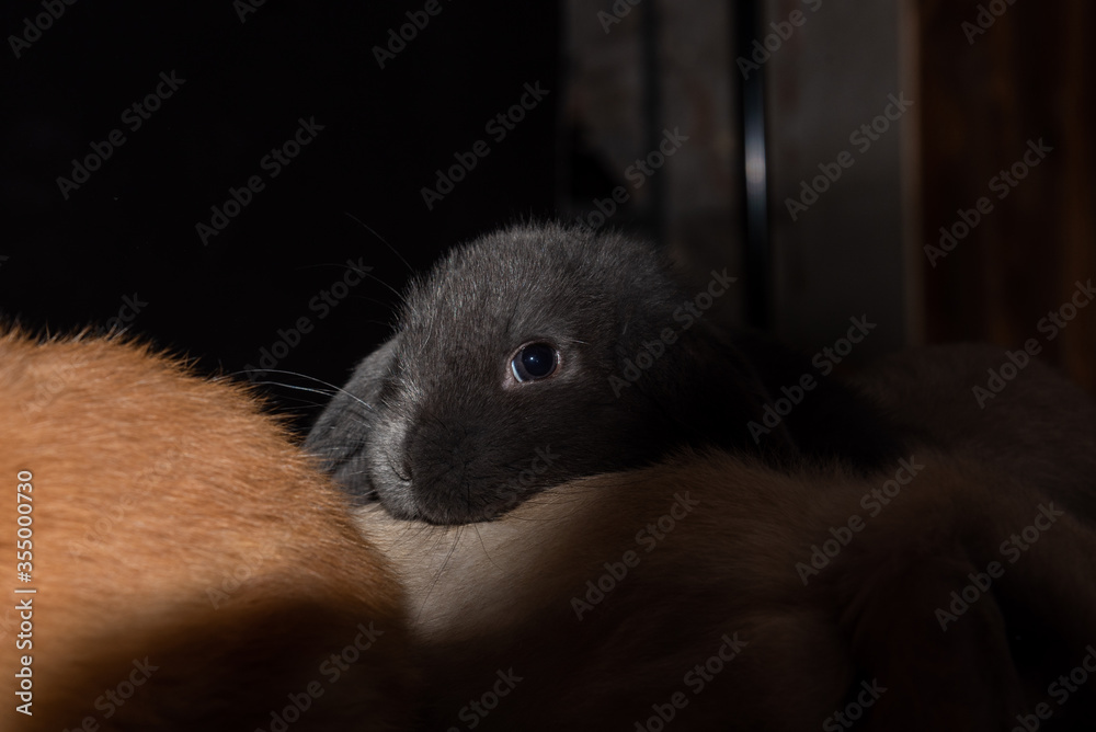 Baby Bunny, Rabbit, Giant flemish red, french lop, flemish giant ...