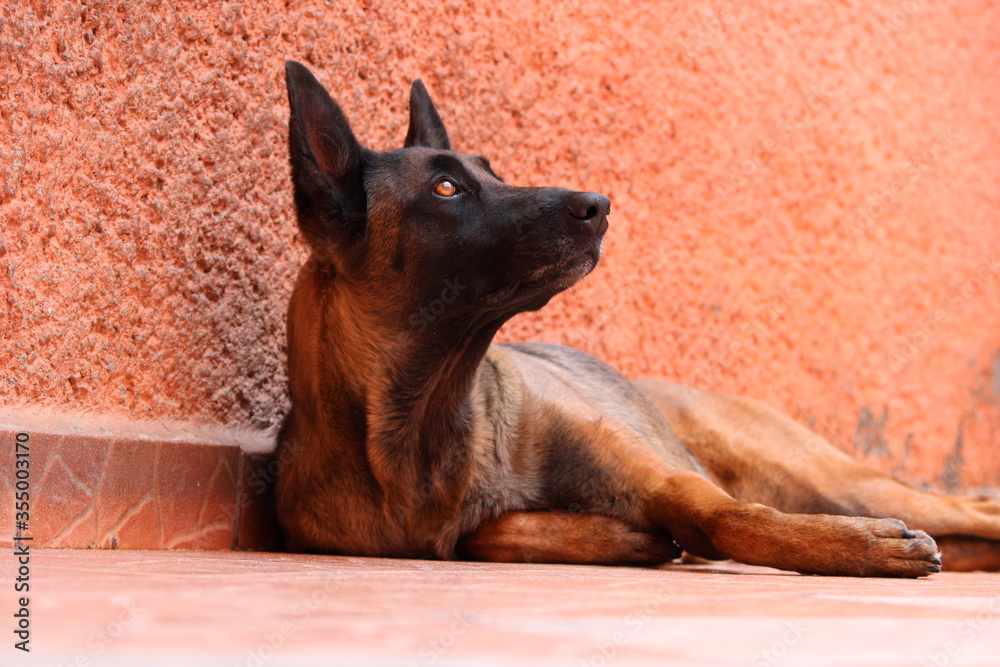 Perro de perfil descansando viendo hacia arriba con fondo de pared ...