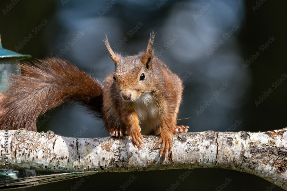 Garden Red Squirrel Stock Photo | Adobe Stock