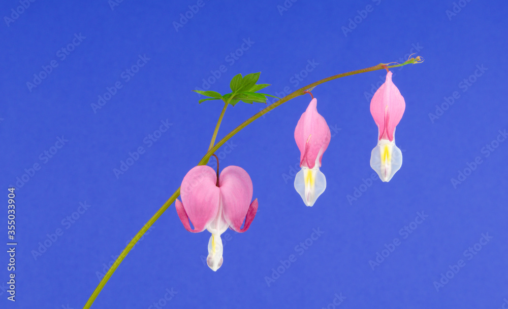 Pink flower known as Bleeding heart with its exposed reproductive ...