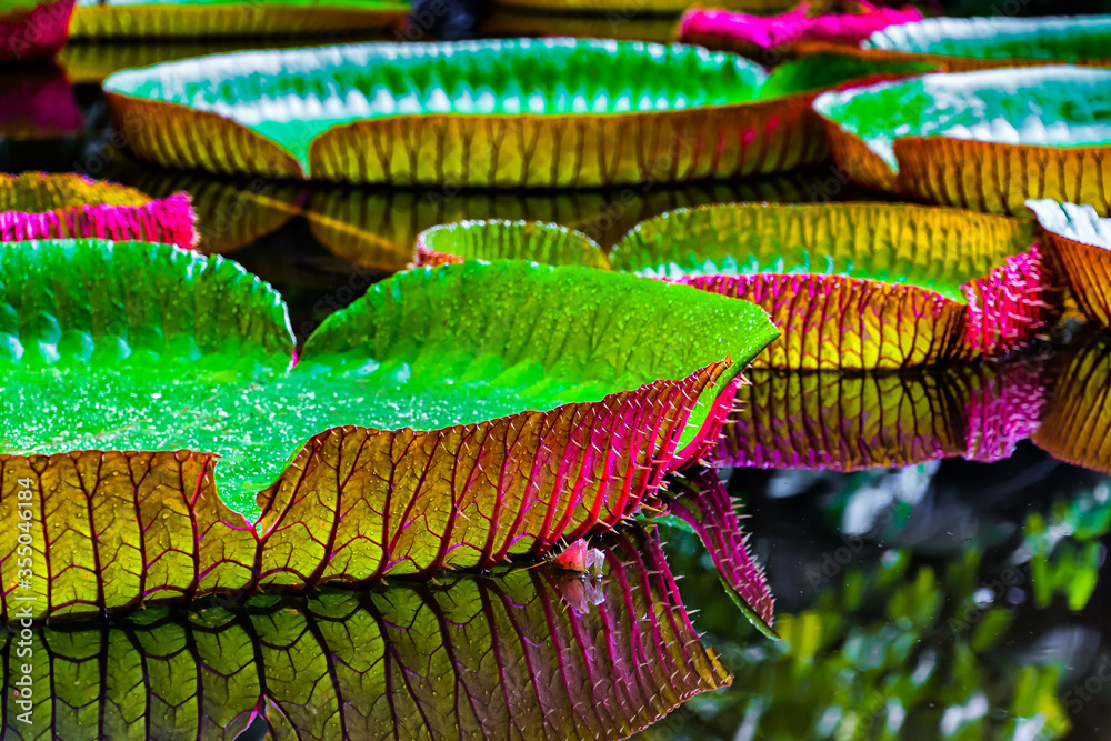 Victoria Amazonica (Also Known as Vitória Régia), A Flowering Plant ...